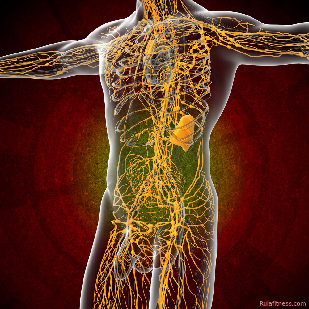 Šta je to limfa i kako ona funkcioniše? – KVANTNA ASTROLOGIJA